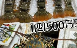 2019年大龙虾多少钱一斤_大龙虾价格走势