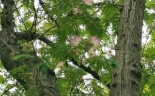 合欢树图片大全_合欢树长什么样