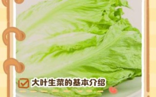莴苣生菜的功效与作用禁忌_生吃还是焯水好