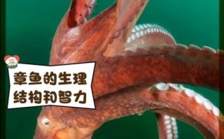 章鱼智商相当于人几岁_章鱼有多聪明