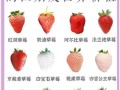 草莓什么季节成熟_草莓几月份可以摘