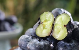 蓝莓视频官网怎么下载_蓝莓视频官网打不开怎么办