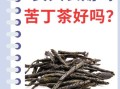 苦丁茶副作用_哪些人不能喝