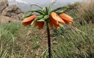 贝母花片的功效与作用_贝母花片怎么吃效果最好