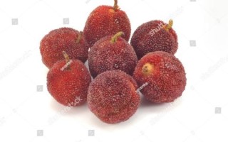 waxberry怎么读_waxberry中文意思是什么
