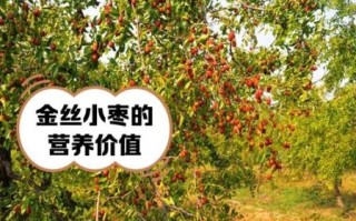 金丝小枣的功效与作用_金丝小枣多少钱一斤
