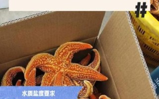 海星怎么养_海星能活多久