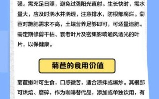 菊苣是什么东西_菊苣的功效与作用