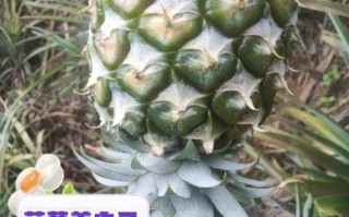 番菠萝的功效与作用_番菠萝怎么吃才健康