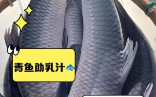 青鱼的营养价值_青鱼的功效与作用