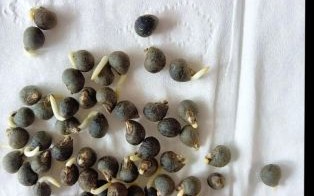 秋葵种子怎么催芽_秋葵种子催芽方法