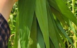 包粽子需要哪些材料_粽子叶选哪种最好