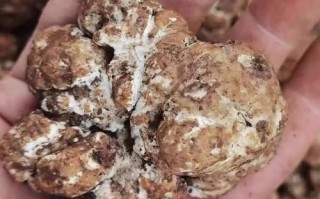 白松露菌多少钱一斤_白松露菌价格影响因素