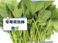 冬寒菜的功效与作用_冬寒菜怎么吃最营养