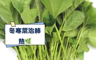 冬寒菜的功效与作用_冬寒菜怎么吃最营养