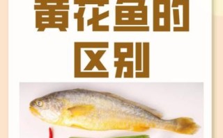 黄鱼和黄花鱼一样吗_怎么区分