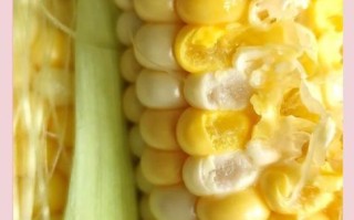 冷水煮玉米要多长时间_冷水下锅玉米煮多久