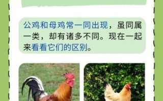 笨鸡图片怎么区分_笨鸡和土鸡的区别
