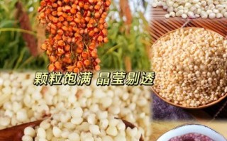 高粱米饭怎么做好吃_高粱米饭热量高吗