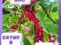 五味子泡水喝的功效与副作用_可以长期喝吗