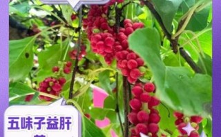 五味子泡水喝的功效与副作用_可以长期喝吗