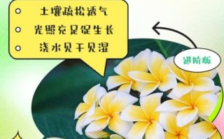 鸡蛋花怎么养_鸡蛋花有毒吗