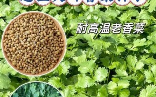 长得像香菜的蔬菜叫什么_怎么区分