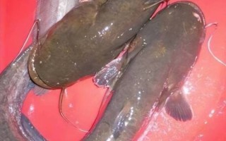 鲶鱼脏是真的吗_鲶鱼为什么被认为脏