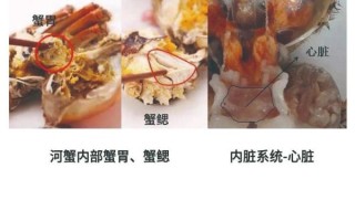 河蟹养殖技术_河蟹养殖常见问题
