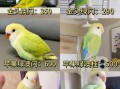 虎皮鹦鹉多少钱一只_虎皮鹦鹉价格影响因素