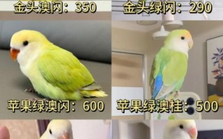 虎皮鹦鹉多少钱一只_虎皮鹦鹉价格影响因素
