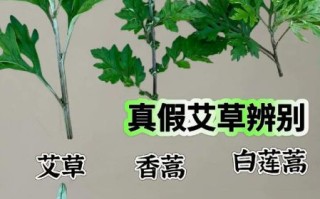 田艾草图片_如何辨别真假田艾草