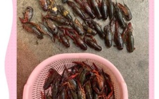 活龙虾怎么保存_活龙虾图片怎么看新鲜度