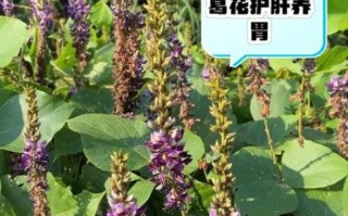 葛根花的功效与作用_葛根花的禁忌有哪些