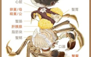 大闸蟹吃了会上火吗_大闸蟹营养价值与禁忌