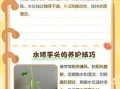 水芋头怎么种植_水芋头种植技巧