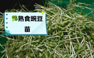 麻豌豆芽苗菜有毒吗_如何安全食用