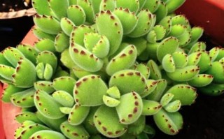 熊掌多肉怎么养_熊掌多肉多久浇一次水