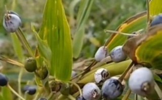 薏米长什么样子_薏米植物外形特征