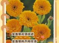 金盏菊花语是什么_金盏菊适合送什么人