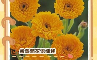 金盏菊花语是什么_金盏菊适合送什么人