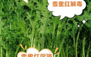 雪里红怎么做好吃_雪里红有哪些功效