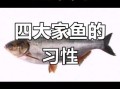 四大家鱼是哪四种_四大家鱼区别