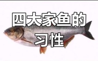 四大家鱼是哪四种_四大家鱼区别
