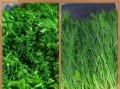 茴香苗怎么做好吃_茴香苗的家常做法大全