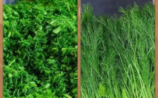 茴香苗怎么做好吃_茴香苗的家常做法大全