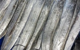 带鱼多少钱一斤_带鱼价格为什么波动大