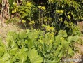 雪里蕻图片识别方法_雪里蕻和芥菜区别