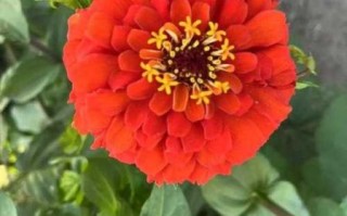 野花视频在线观看免费观看6_野花视频在线观看免费观看6怎么找资源