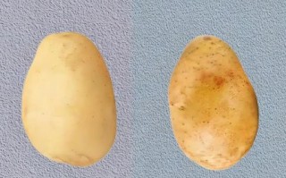 土豆图片真实图片_如何辨别真假